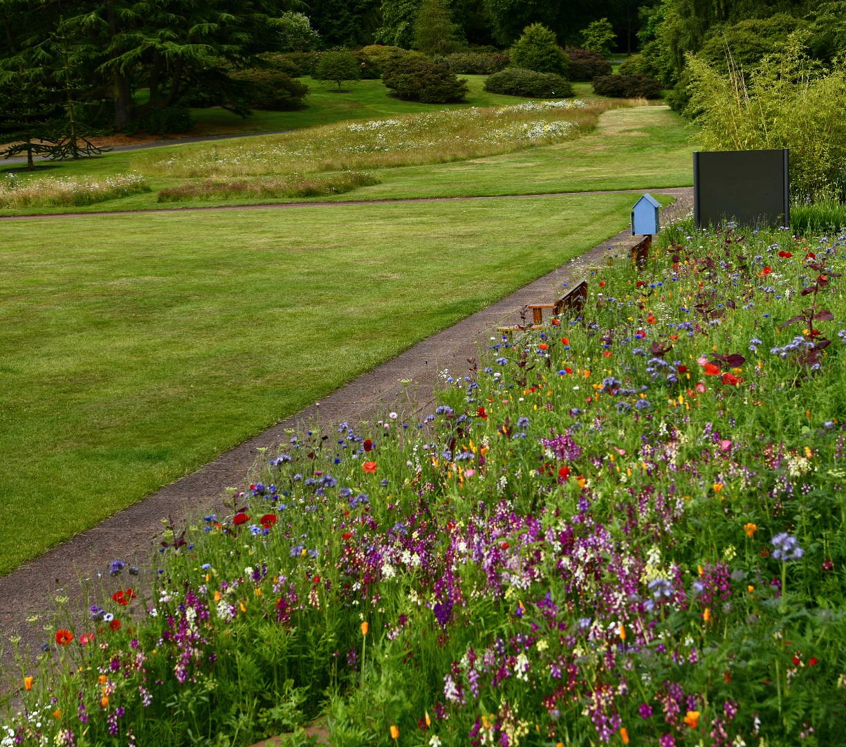 A Pictorial Meadow at the Royal Botanic Garden Edinburgh – Botanics Stories