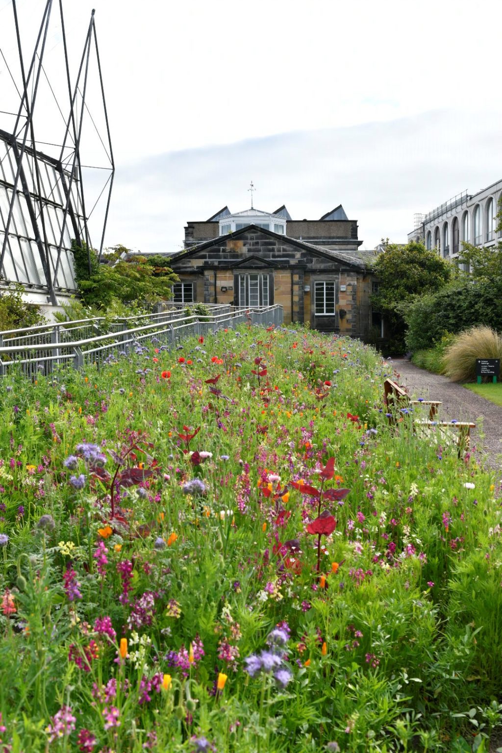 A Pictorial Meadow at the Royal Botanic Garden Edinburgh – Botanics Stories