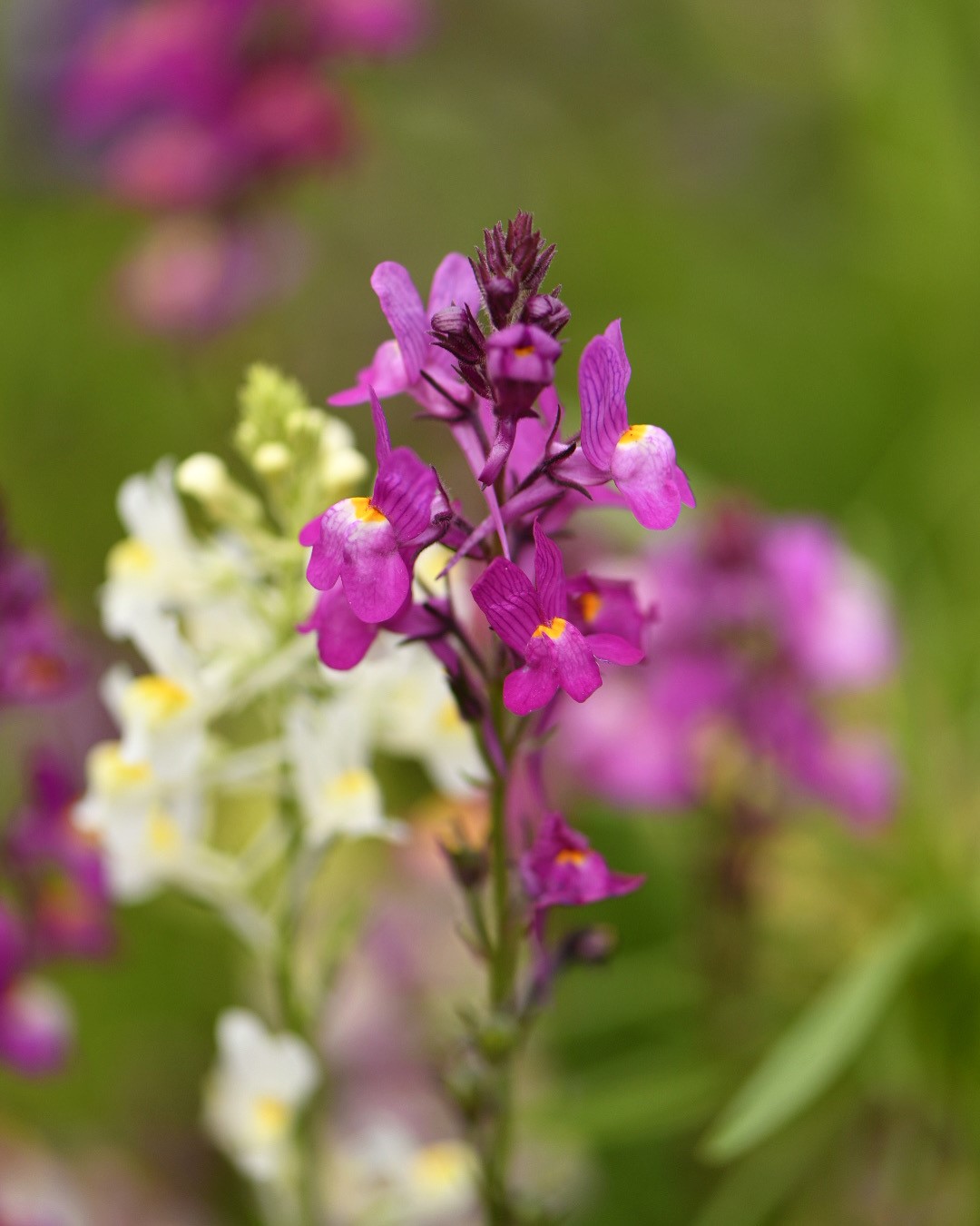 A Pictorial Meadow at the Royal Botanic Garden Edinburgh – Botanics Stories