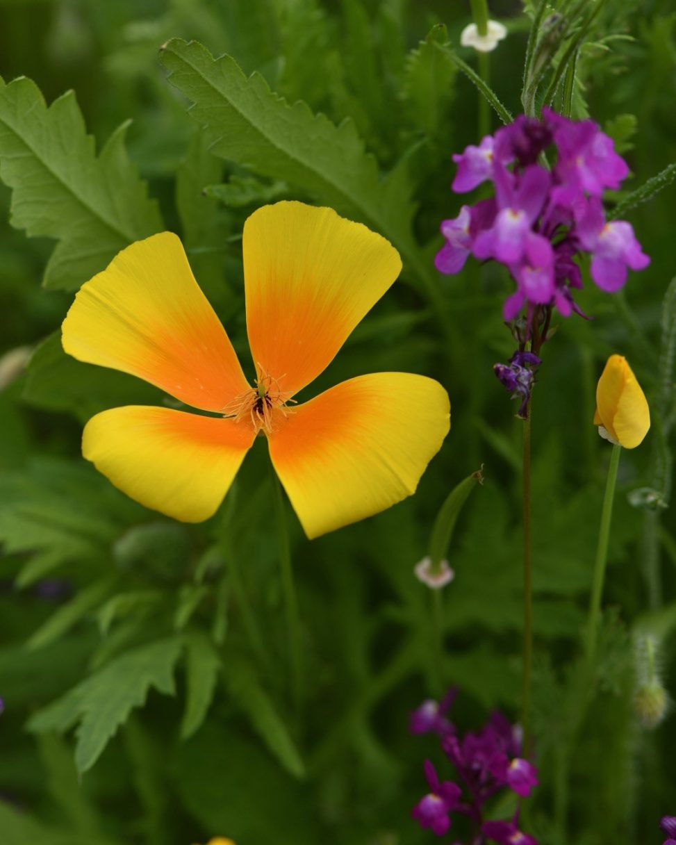 A Pictorial Meadow at the Royal Botanic Garden Edinburgh – Botanics Stories