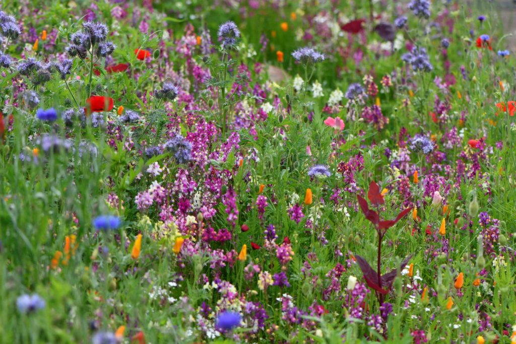 A Pictorial Meadow at the Royal Botanic Garden Edinburgh – Botanics Stories