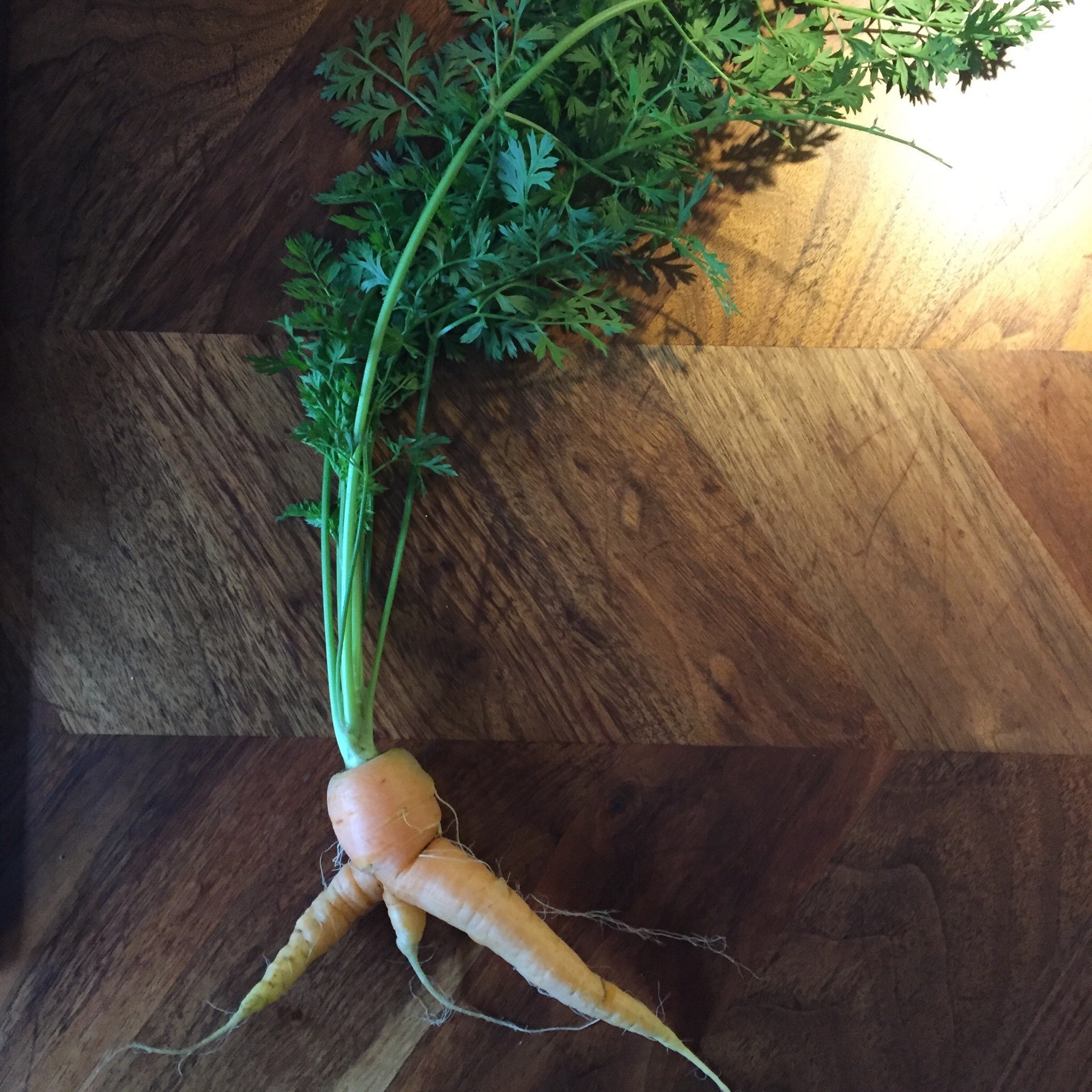 Edible Gardening Project’s Harvest Competition results – Botanics Stories