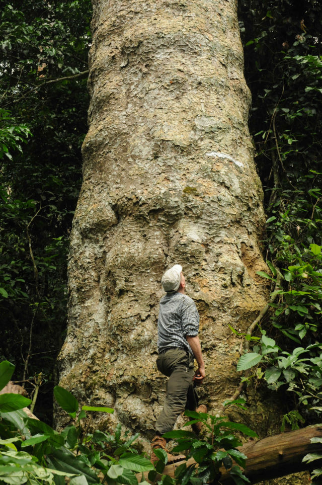 Big trees need big plots – Botanics Stories