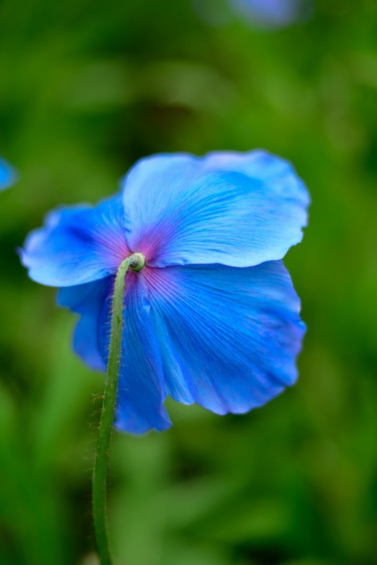 Love blue poppies? – a practical guide to growing and propagating ...