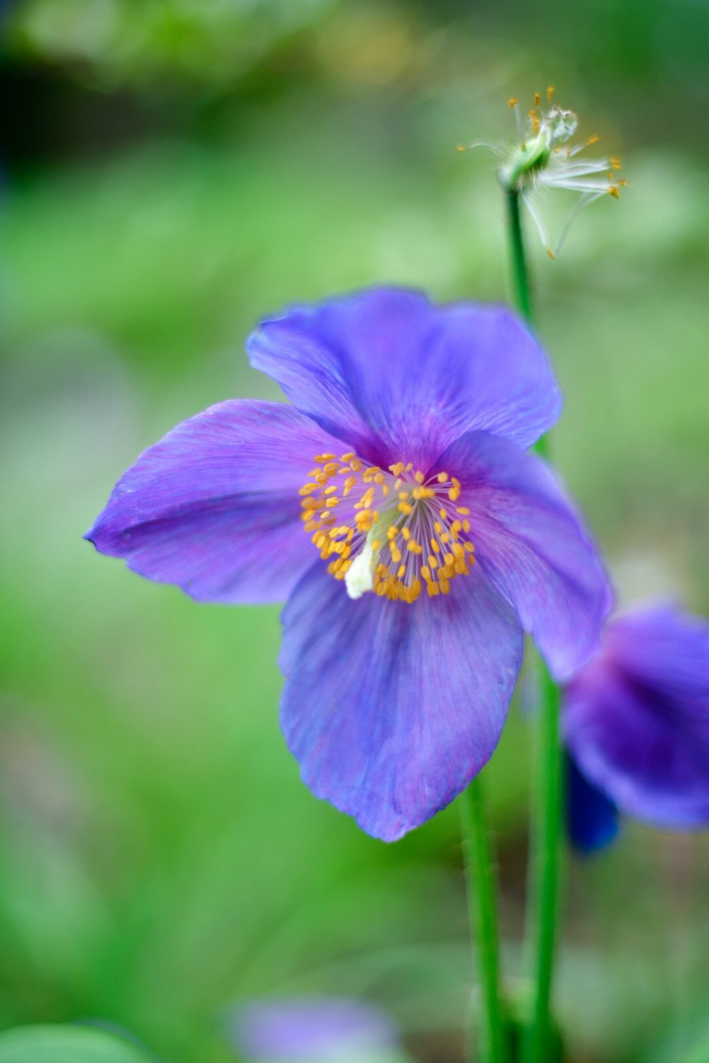 Love blue poppies? – a practical guide to growing and propagating ...