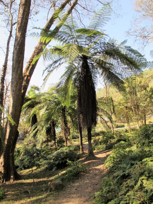 Growing ferns from spores in Nepal – Botanics Stories