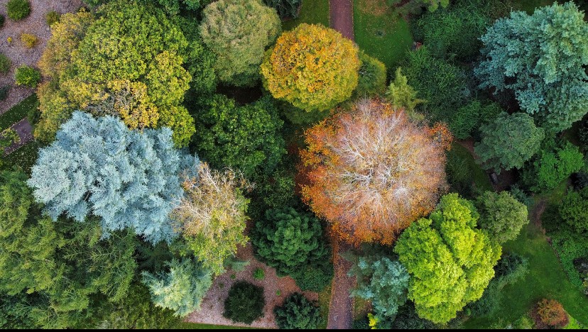 Autumn from the Air – Botanics Stories
