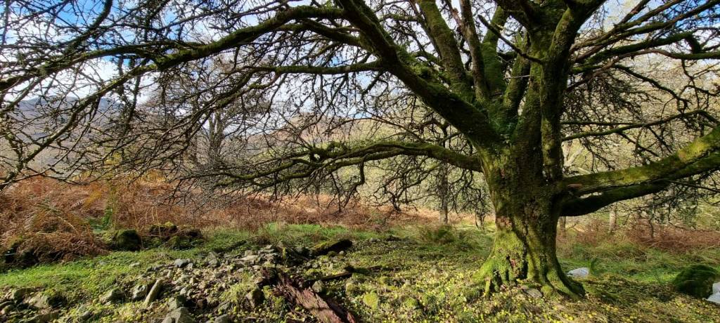 Apple Hunting in Scotland – Botanics Stories