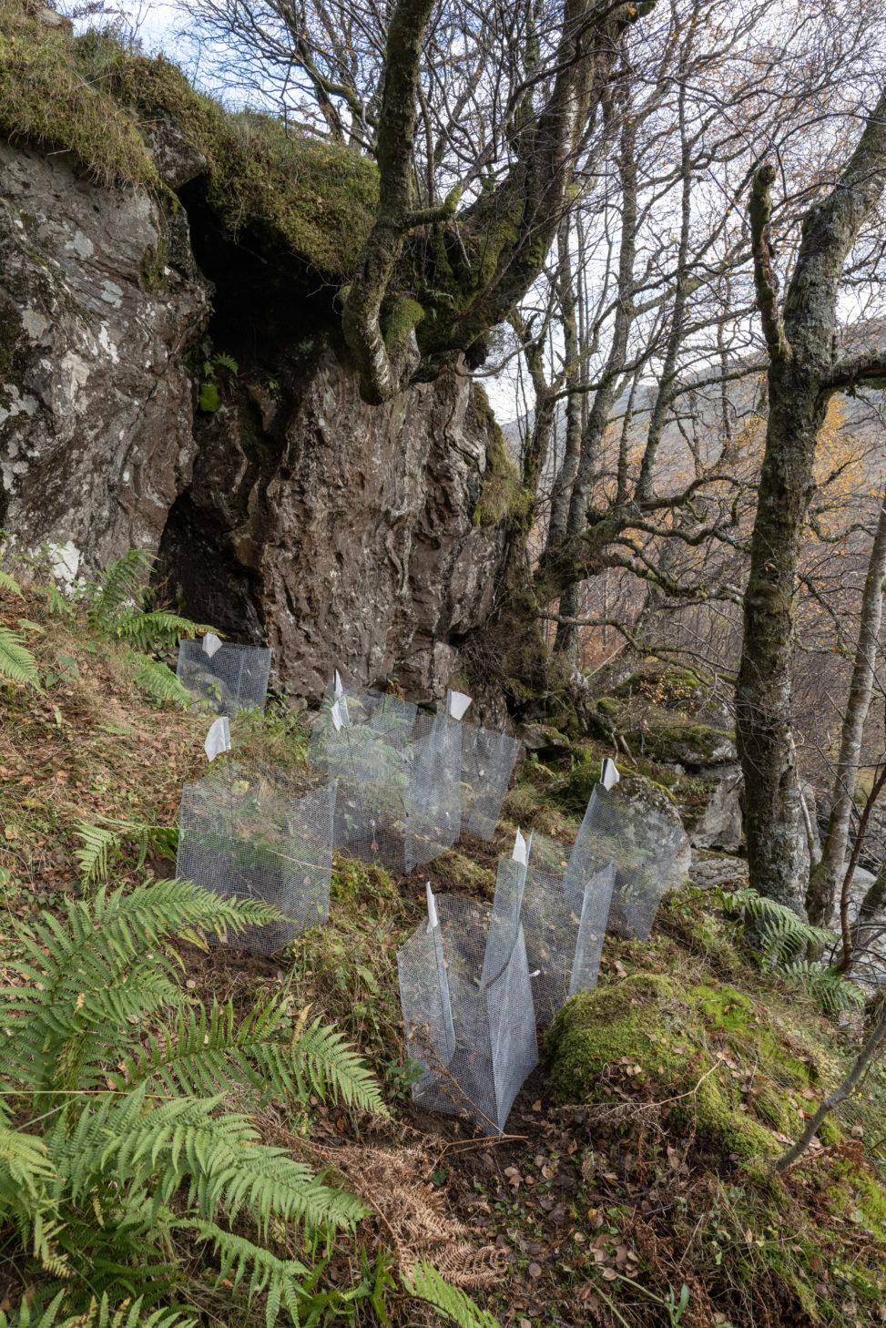 Scotland Conservation Science – Botanics Stories
