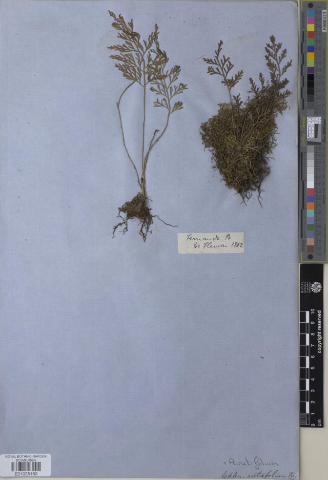 The Life and Achievements of Dr Archibald Hewan – Botanics Stories