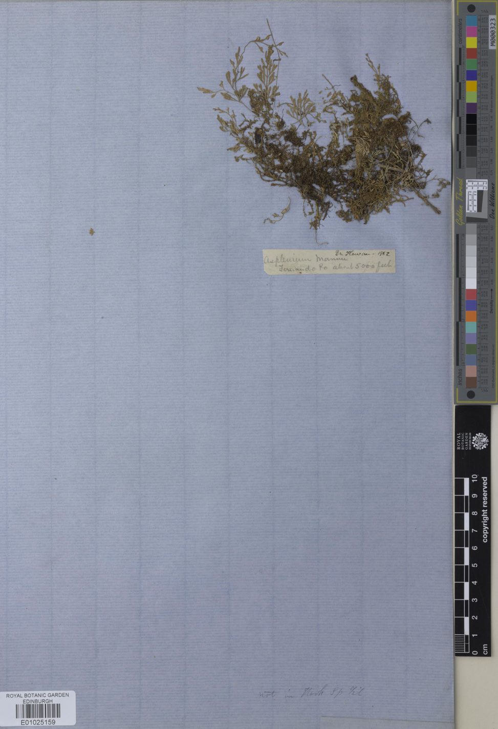 The Life and Achievements of Dr Archibald Hewan – Botanics Stories