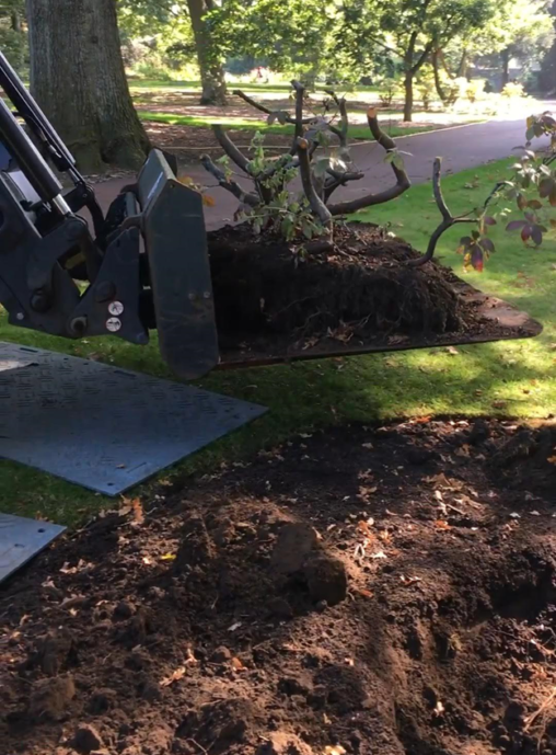 Stories from the Biomes: moving the outdoor plants – Botanics Stories