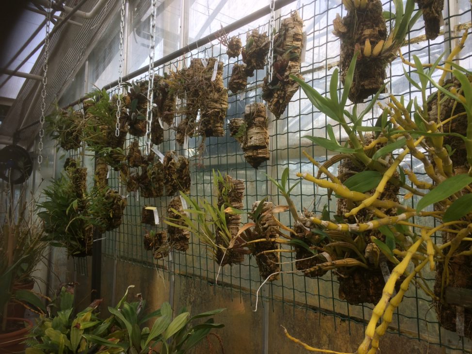 Anna’s placement in Gothenburg – Botanics Stories