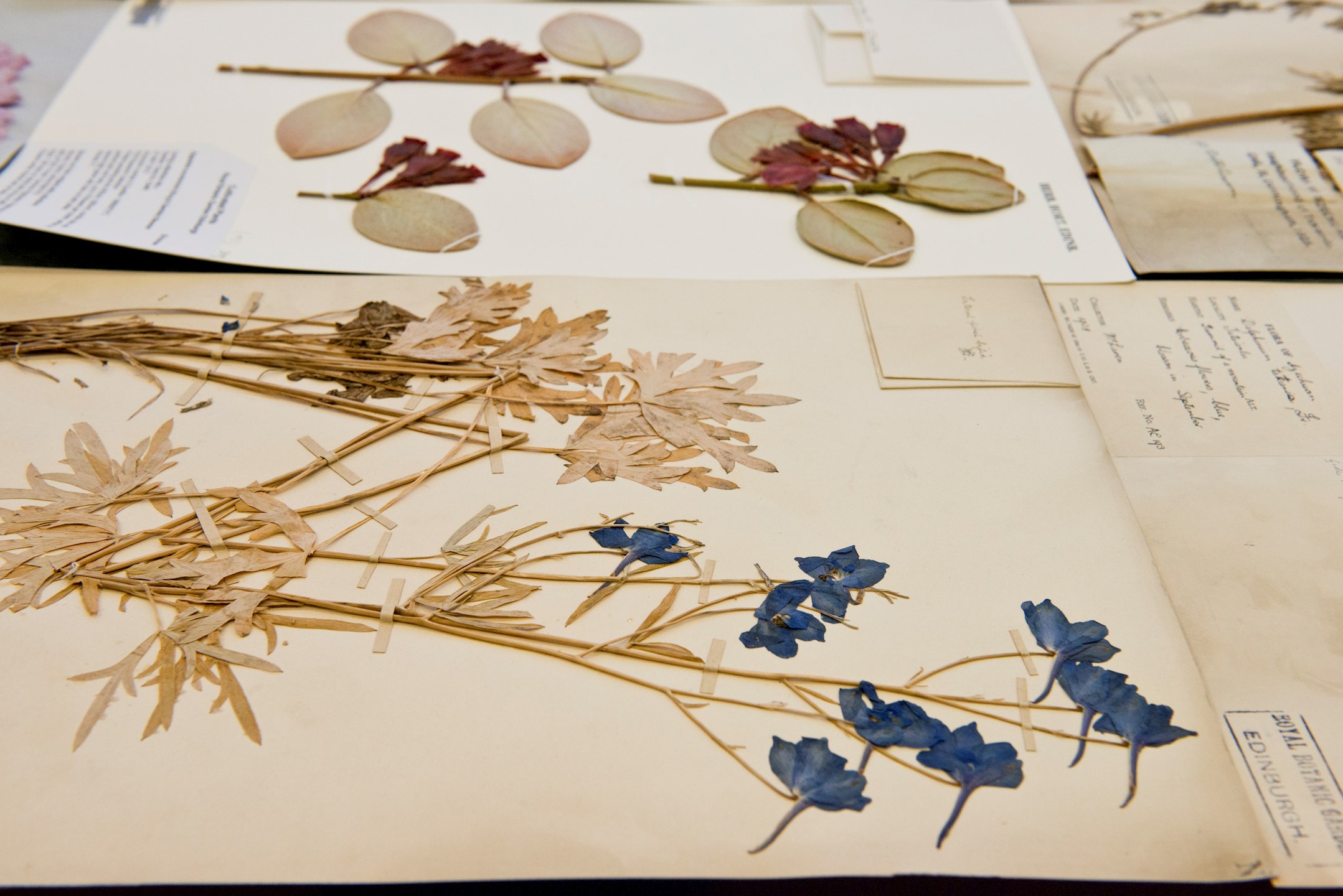 International Open Access Week – Botanics Stories