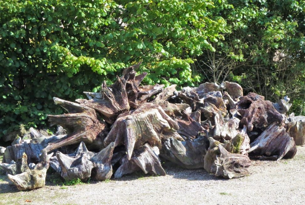Stumperies and Rooteries – Botanics Stories