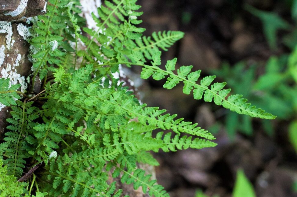Stumperies and Rooteries – Botanics Stories