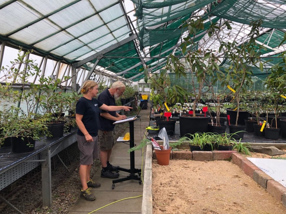 Stories from the Biomes: Moving the Ericaceous Collection – Botanics ...