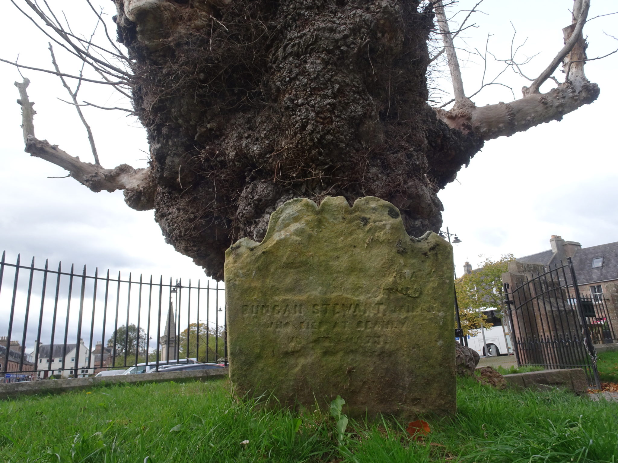 Next gen elms – Botanics Stories