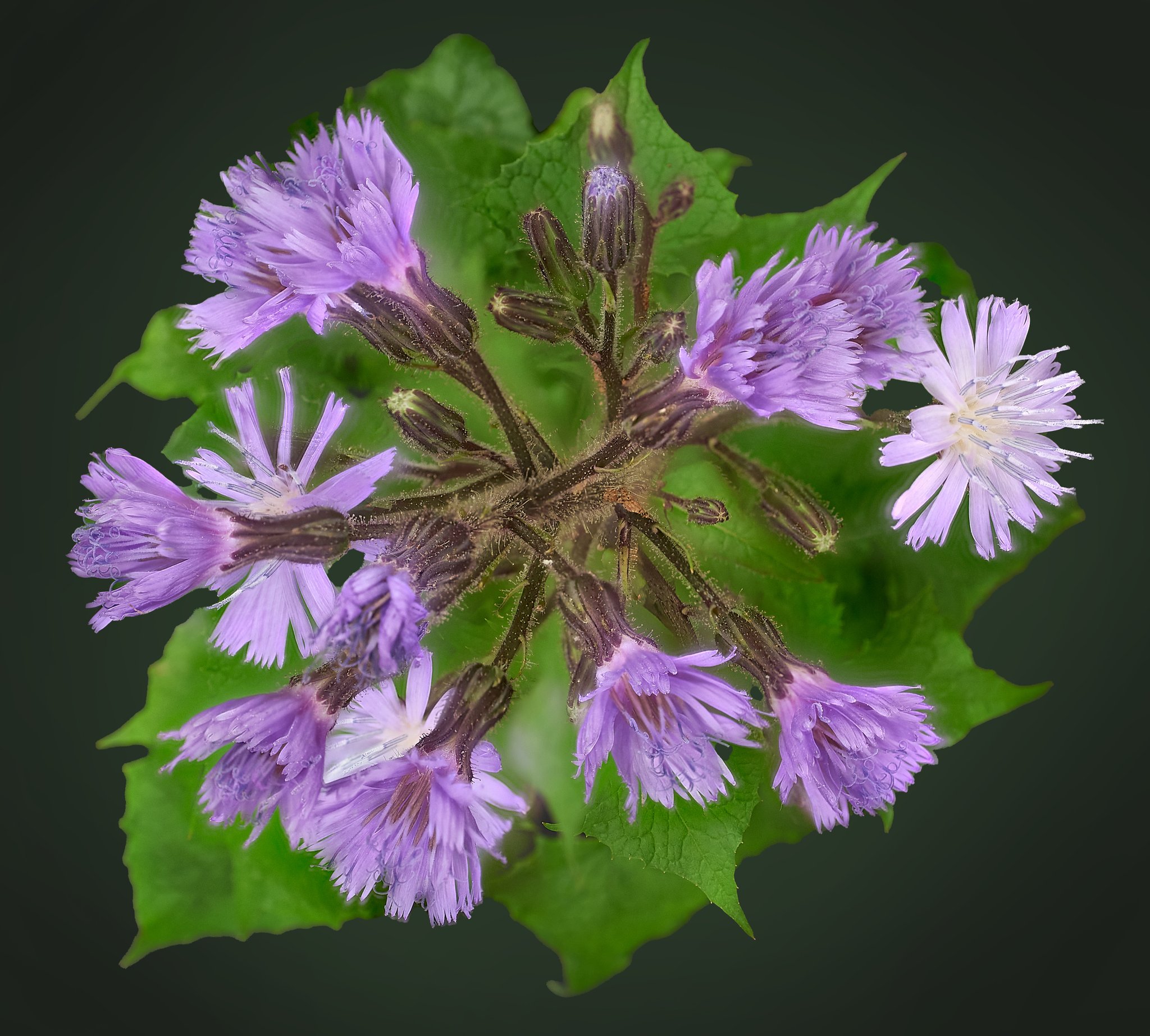 Scottish Plant Recovery – Botanics Stories