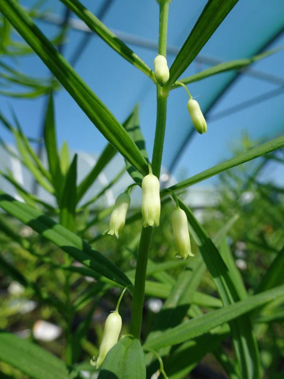 Scottish Plant Recovery – Botanics Stories