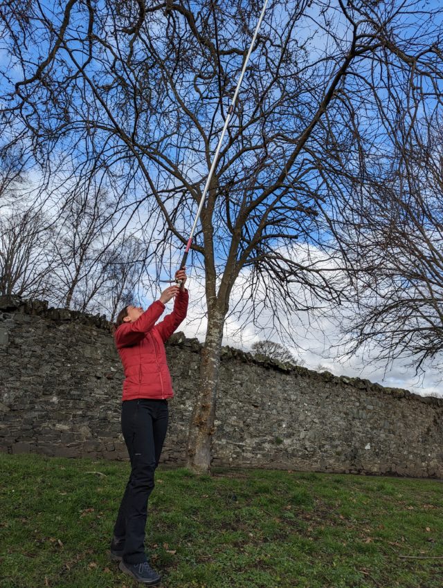 Next gen elms – Botanics Stories