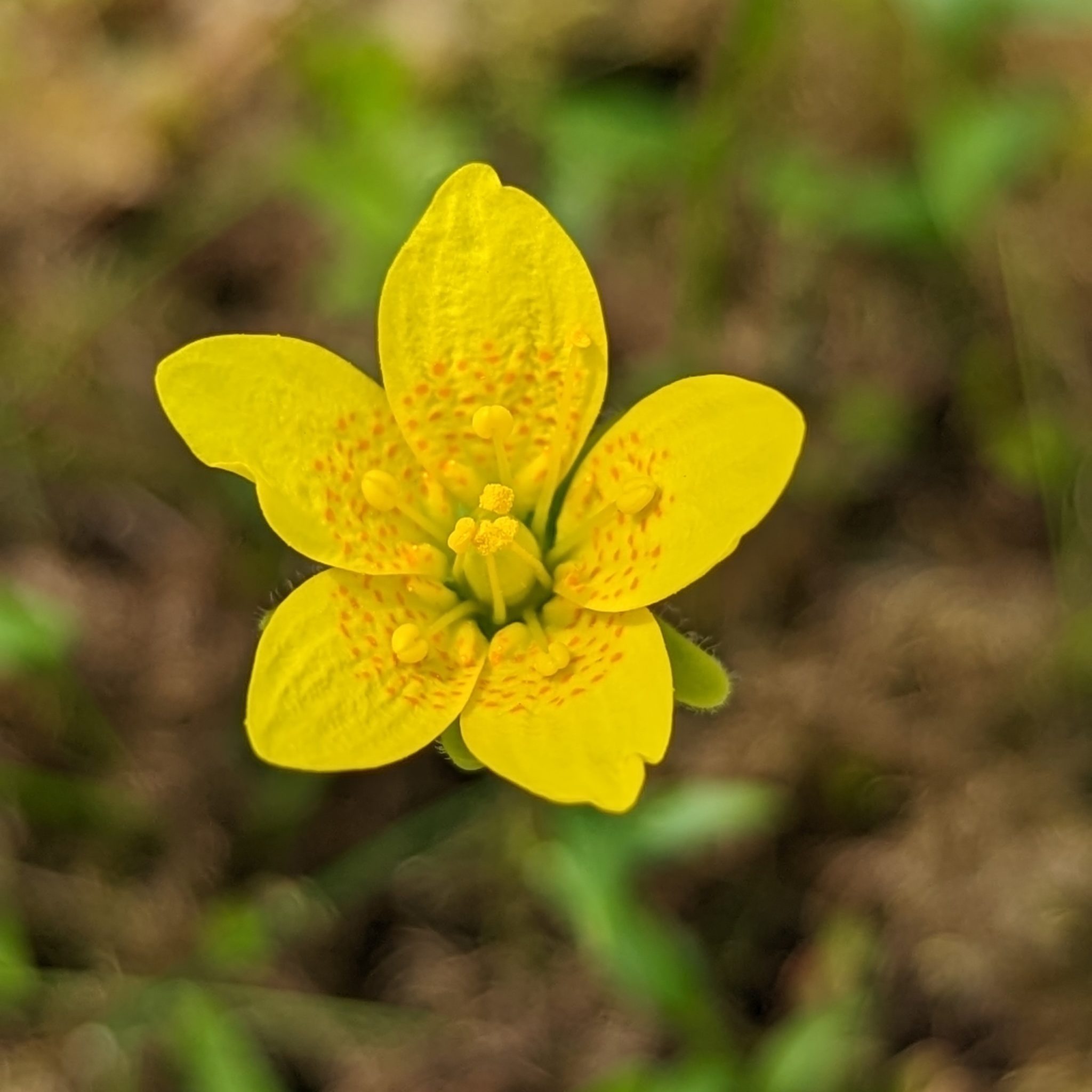 Golden jewel – Botanics Stories