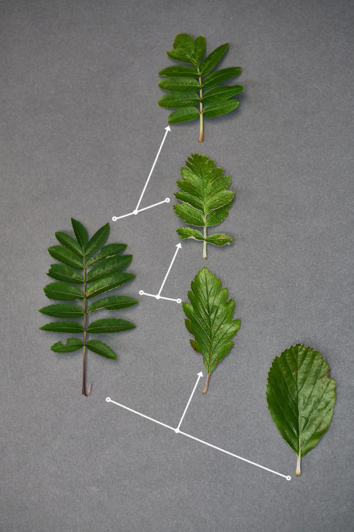Hedlundia in a spin – Botanics Stories