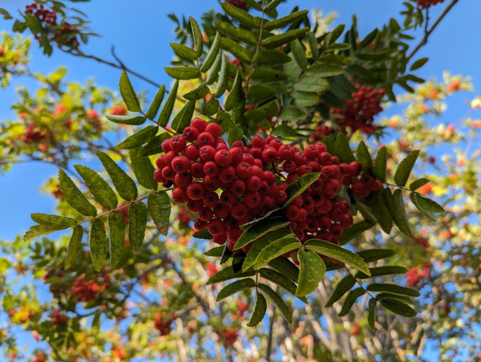Hedlundia in a spin – Botanics Stories