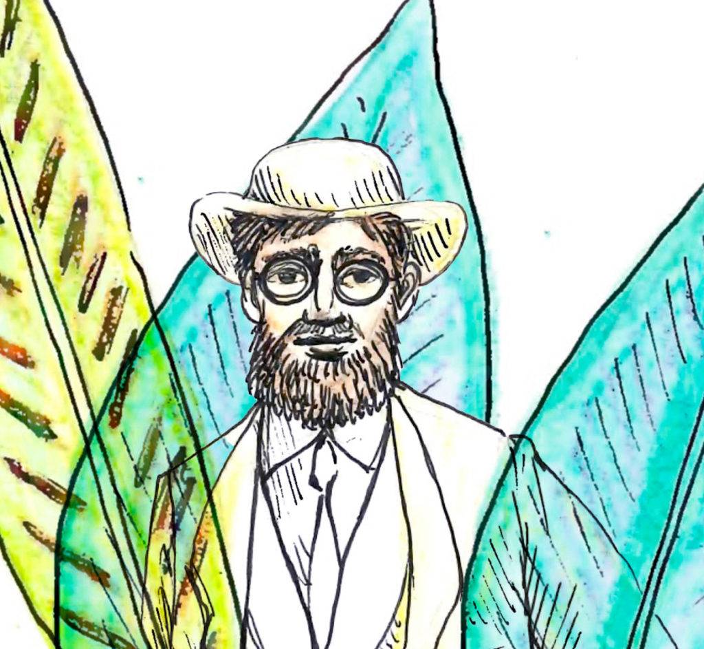 Wallace’s Iridescent Ferns at RBGE – Botanics Stories