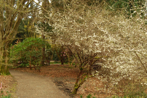 Towards 3 million specimens: Prunus spinosa – The Blackthorn Tree of ...