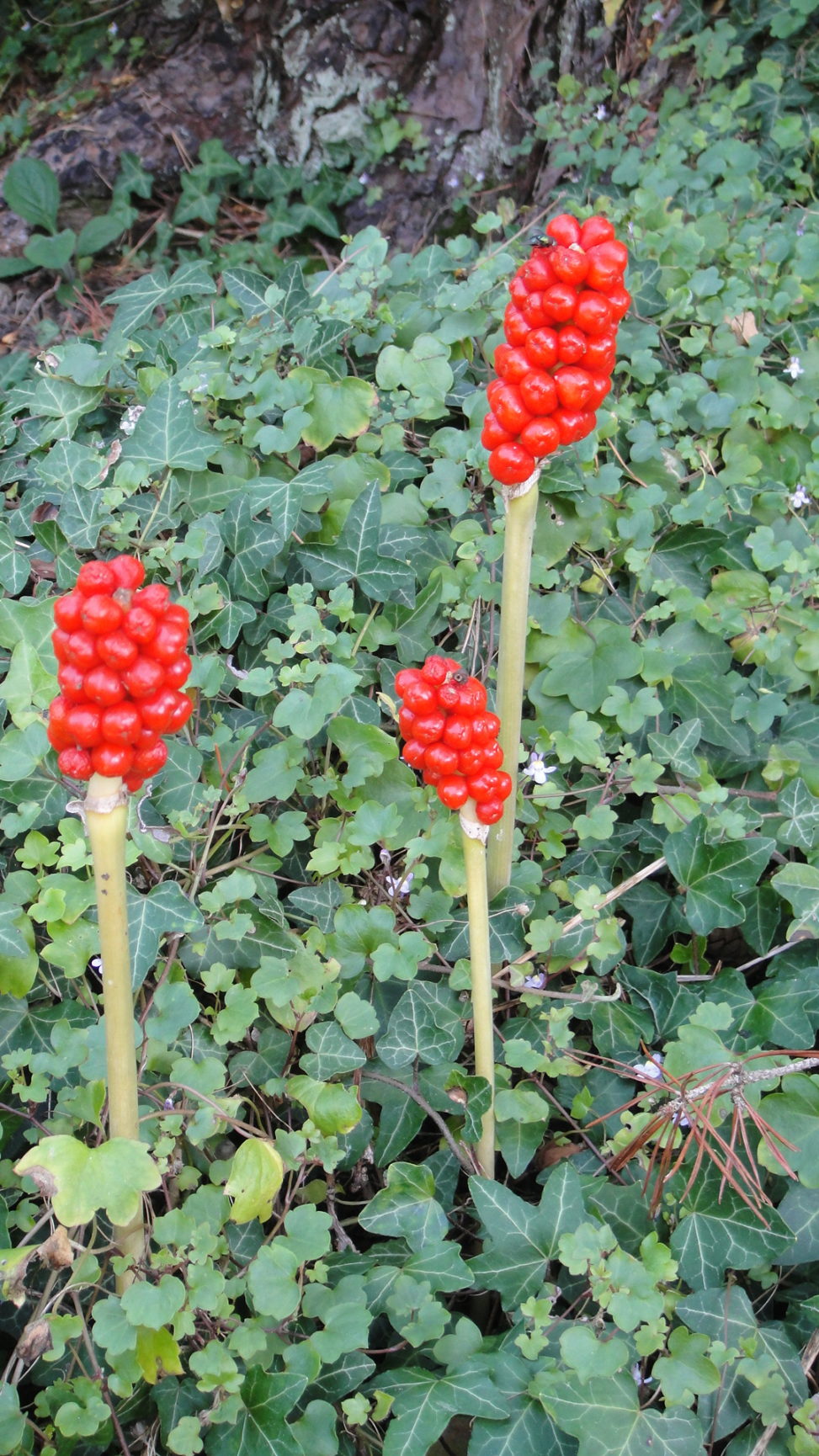 Day 10: Ten lords a-leaping – Arum maculatum, Lords and ladies ...