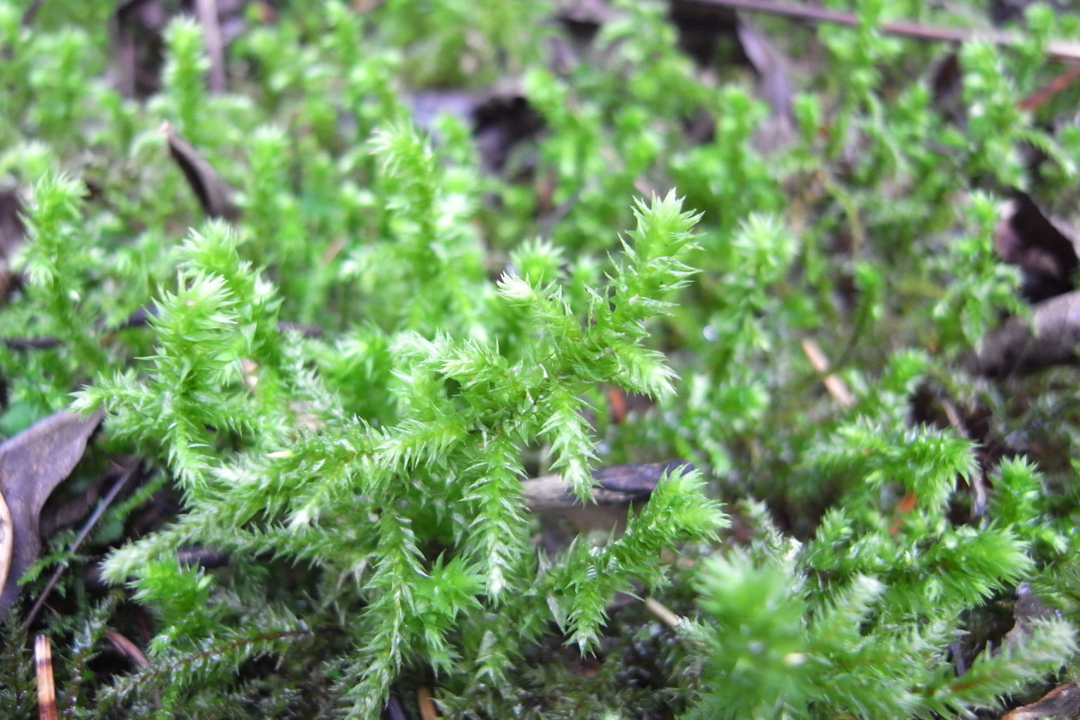 Day 11: Eleven pipers piping – Hylocomiadelphus triquetrus, Pipe ...