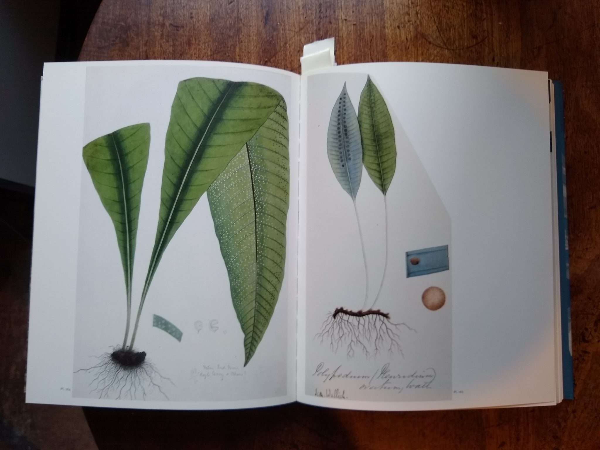The Indian botanical drawings reproduced in Ocean Flowers – Botanics ...