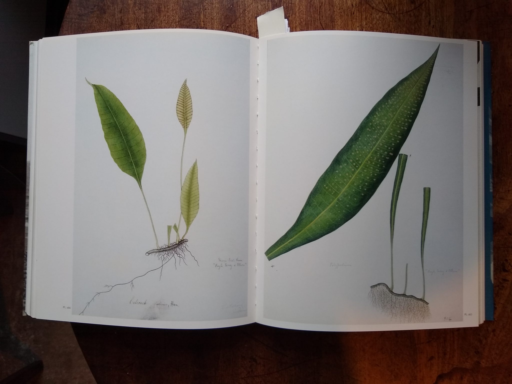 The Indian botanical drawings reproduced in Ocean Flowers – Botanics ...