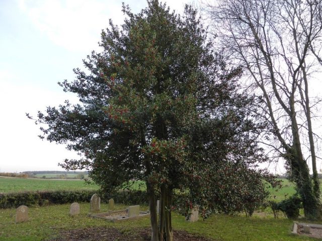 Towards 3 million specimens: Ilex aquifolium: A Symbol of Christmas and ...