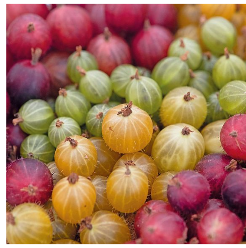 Day 6: Six geese a-laying– Ribes uva-crispa, Gooseberry – Botanics Stories