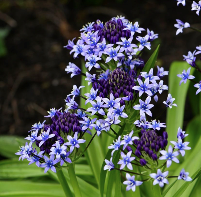 Garden Highlights 2023 – Botanics Stories