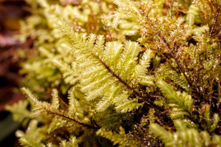 A Deeper Look at Tree Mosses; Part I – Botanics Stories